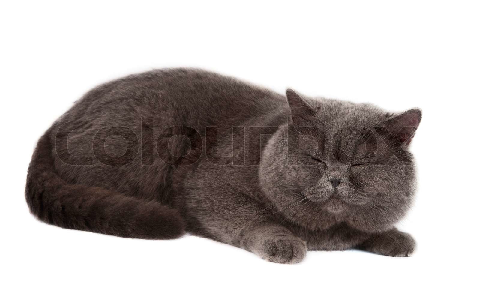 Grå kat isoleret på en hvid baggrund | Stock foto | Colourbox