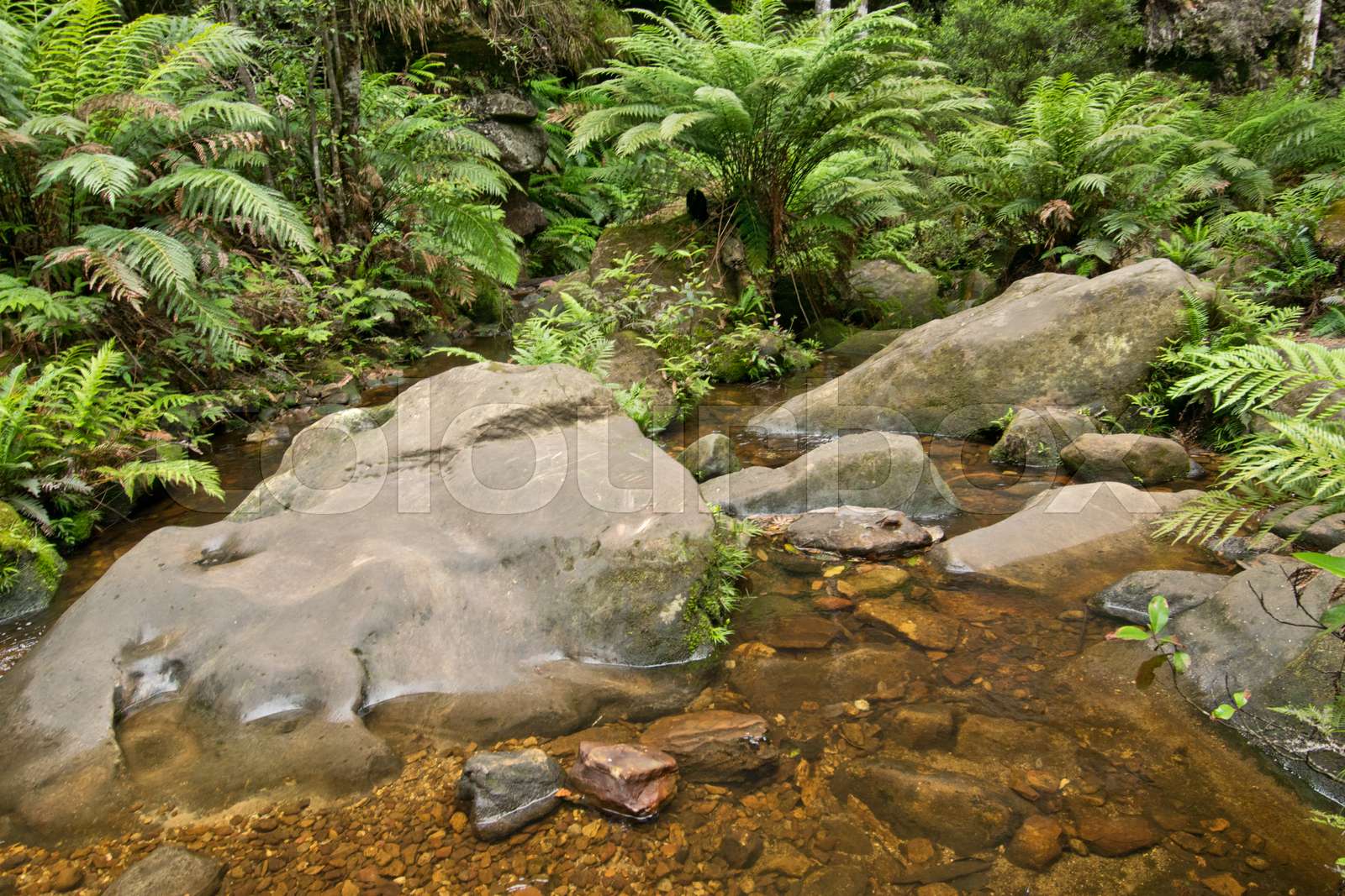 Grand Canyon Walking Track. Blue Mountains in Australia. | Stock image ...