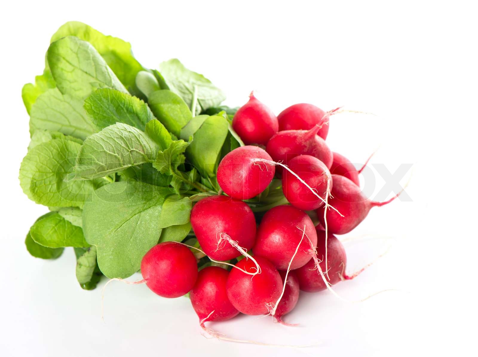 Bündel von Radieschen isoliert auf weißem Hintergrund | Stock Bild ...