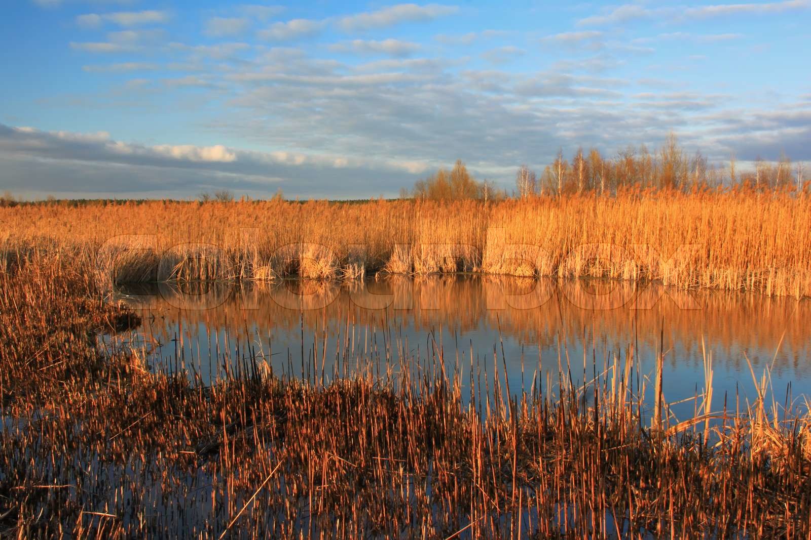 Spring on the swamp | Stock image | Colourbox