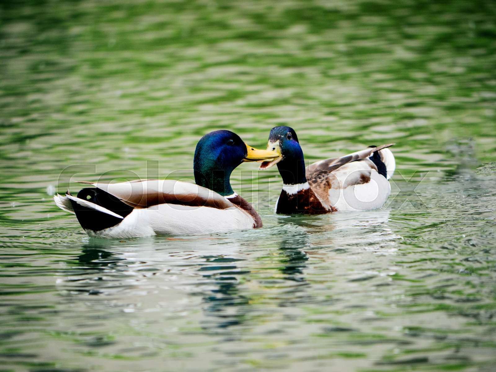 Mallard ducks male couple talking | Stock image | Colourbox