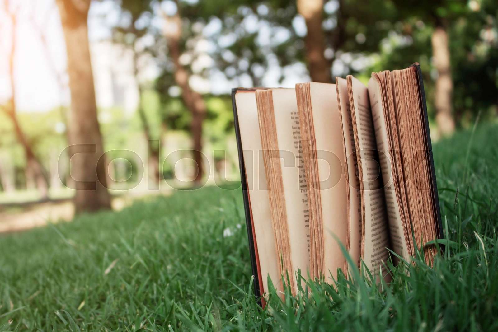 Books on grass. | Stock image | Colourbox