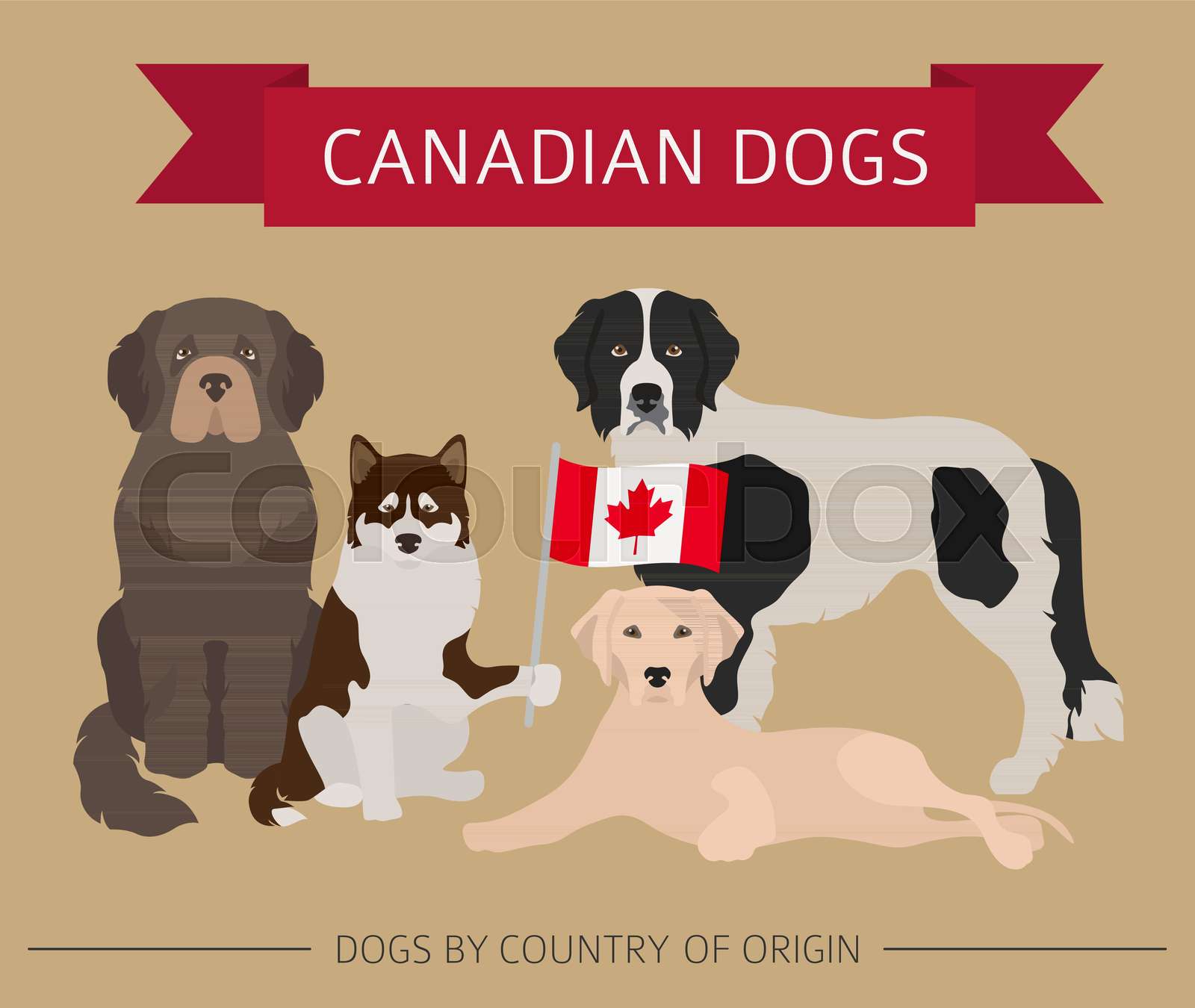 Dogs by country of origin. Canadian dog breeds. Infographic template ...