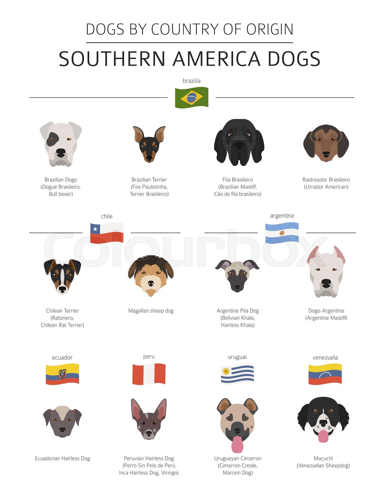Dogs by country of origin. Latin american dog breeds. Infographic ...