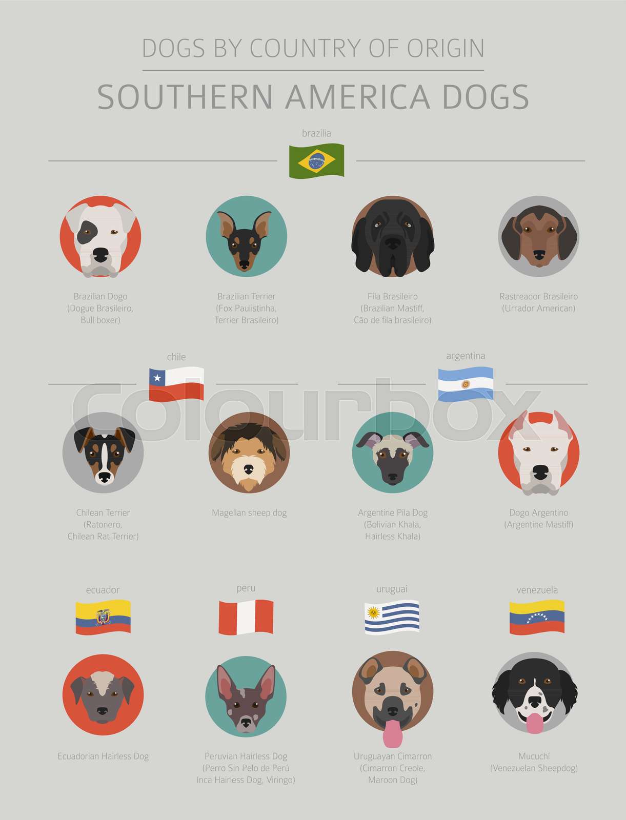 Dogs by country of origin. Latin american dog breeds. Infographic ...