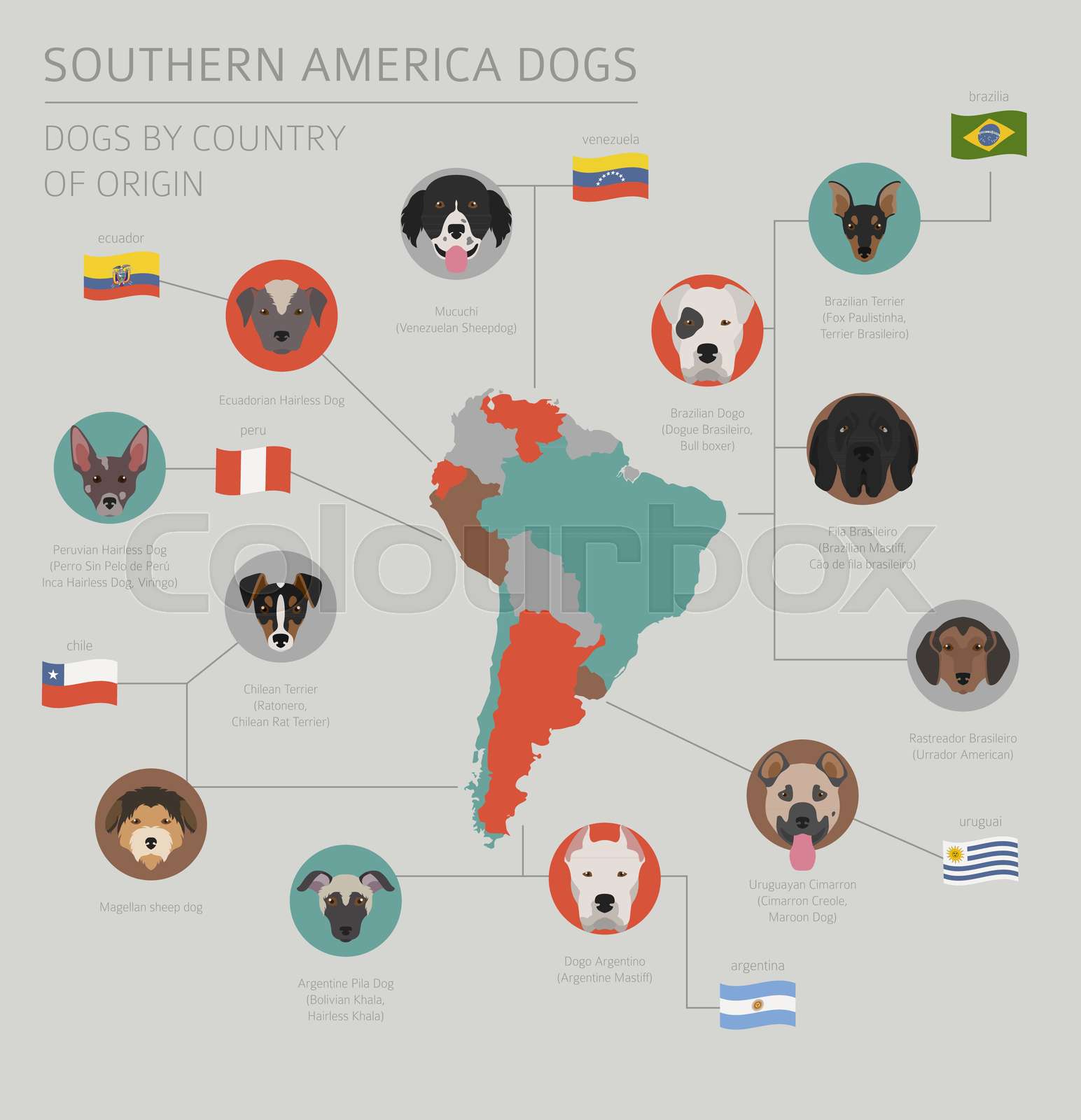 Dogs by country of origin. Latin american dog breeds. Infographic ...