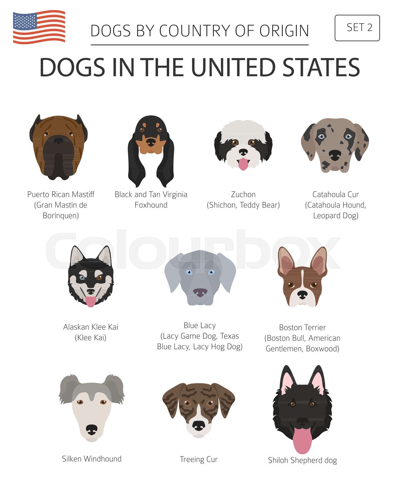 Dogs in the United States. American dog breeds. Infographic template ...