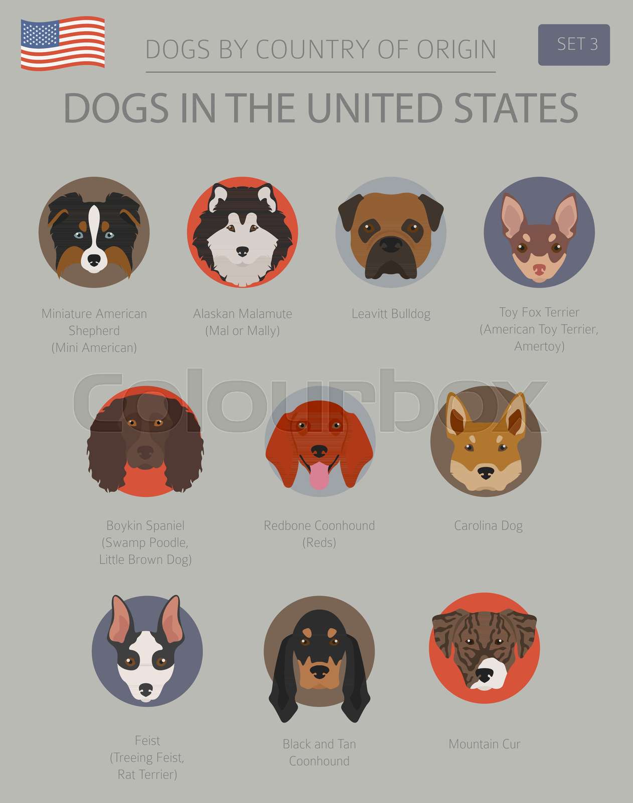 Dogs in the United States. American dog breeds. Infographic template ...