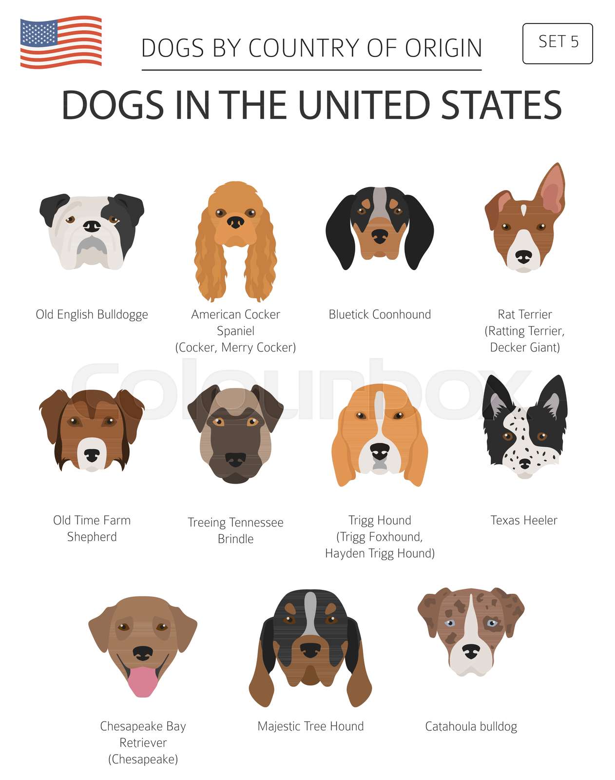 Dogs in the United States. American dog breeds. Infographic template ...