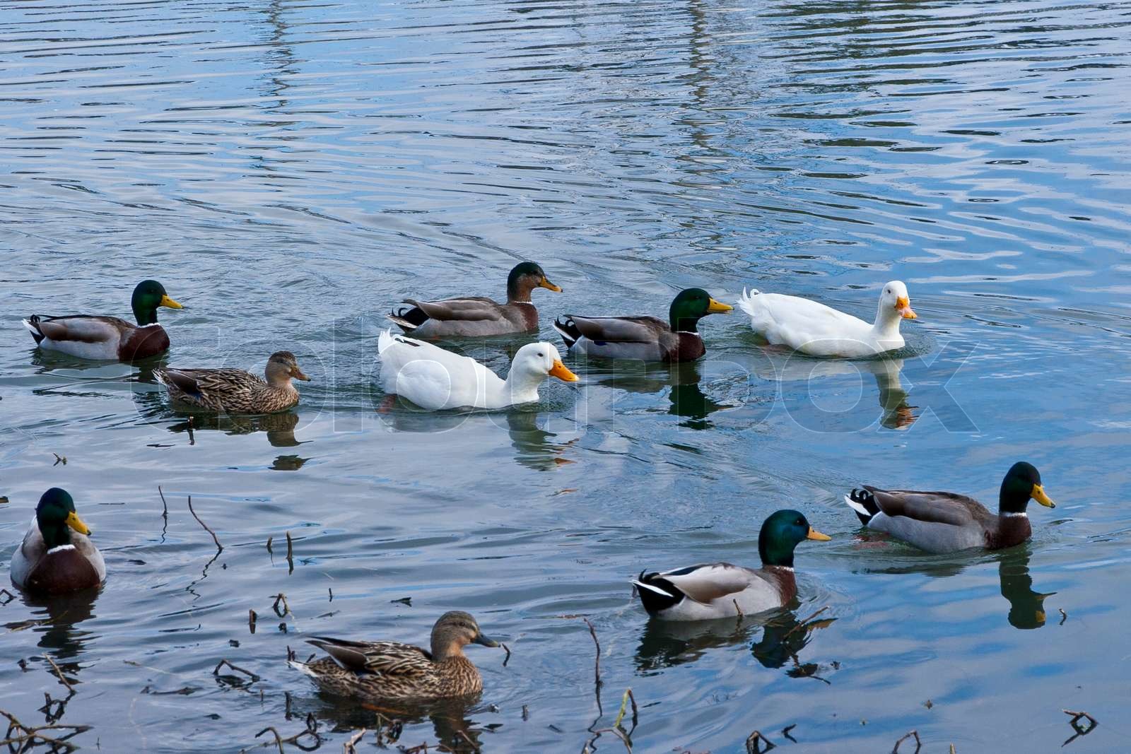 Enten schwimmen auf einem Teich | Stock Bild | Colourbox