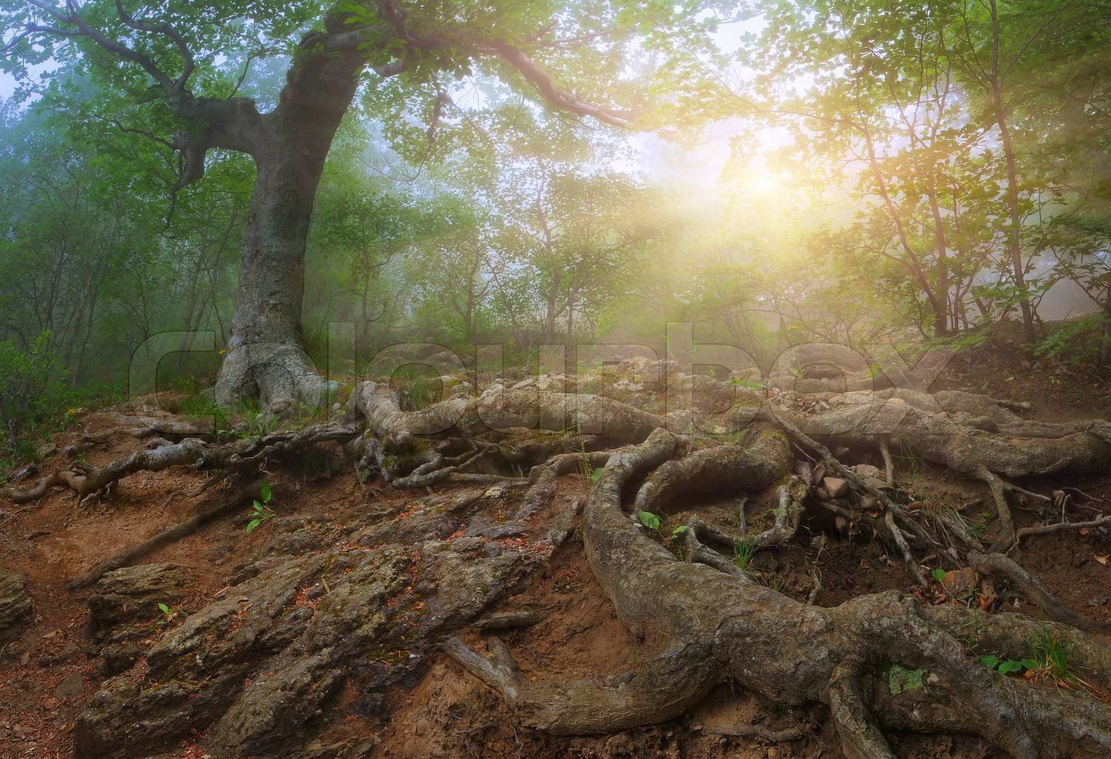 Tree with huge roots in the | Stock image | Colourbox