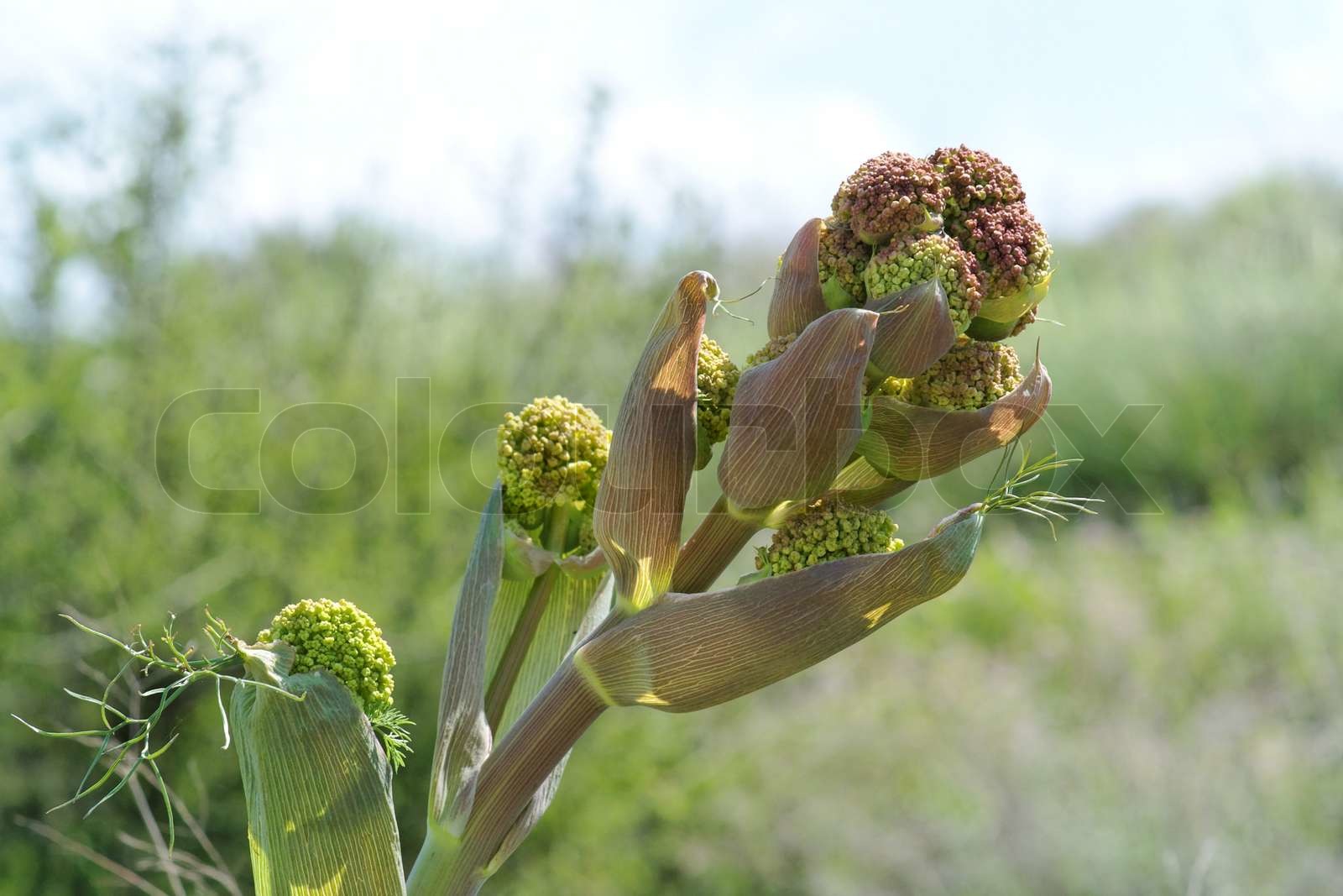 "Anis Pflanze blühen Closeup" | Stock Bild | Colourbox