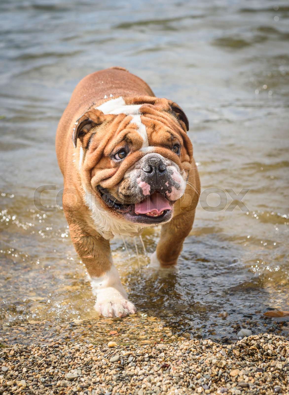 English bulldog in the water | Stock image | Colourbox