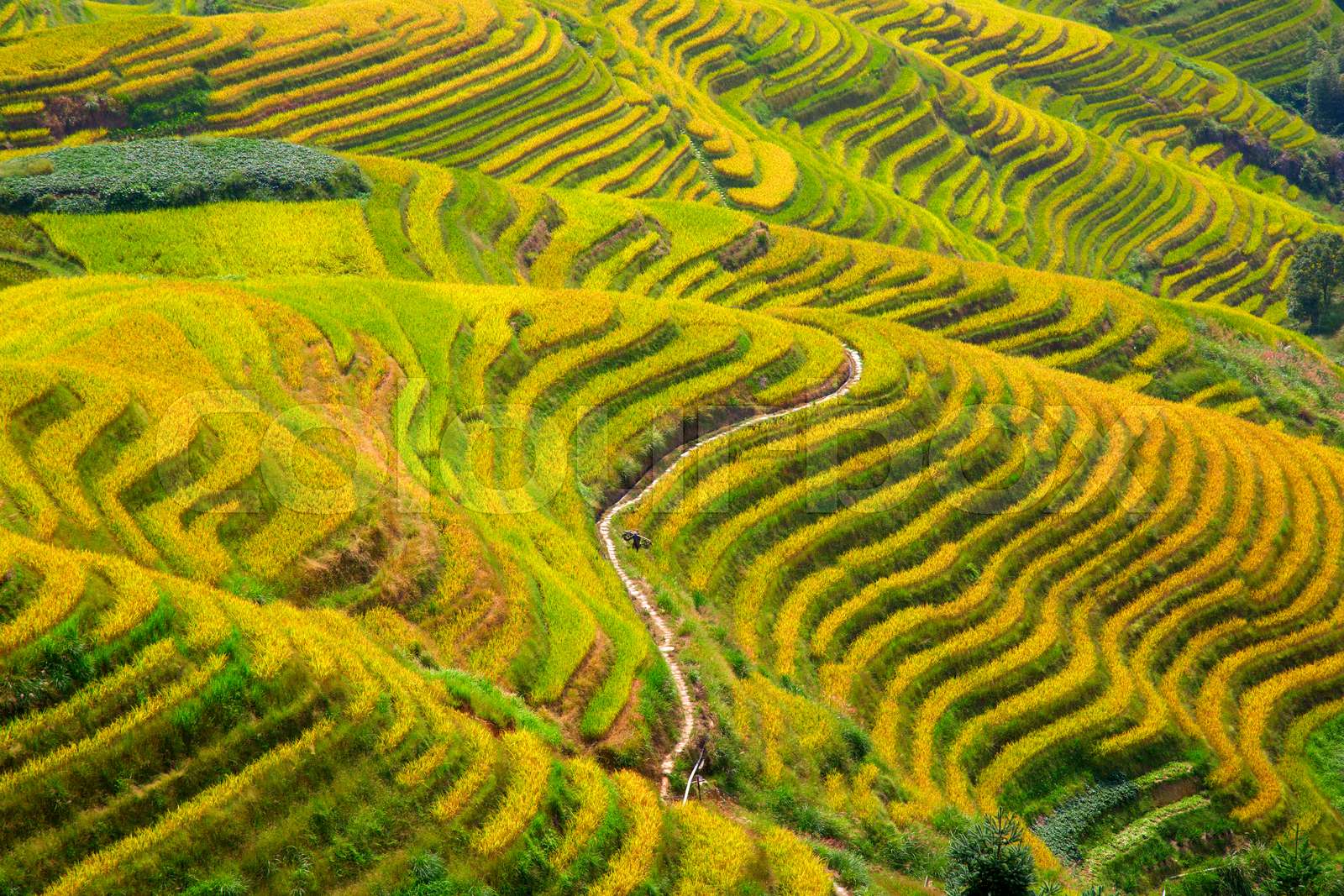 Longji Rice Terraces | Stock image | Colourbox