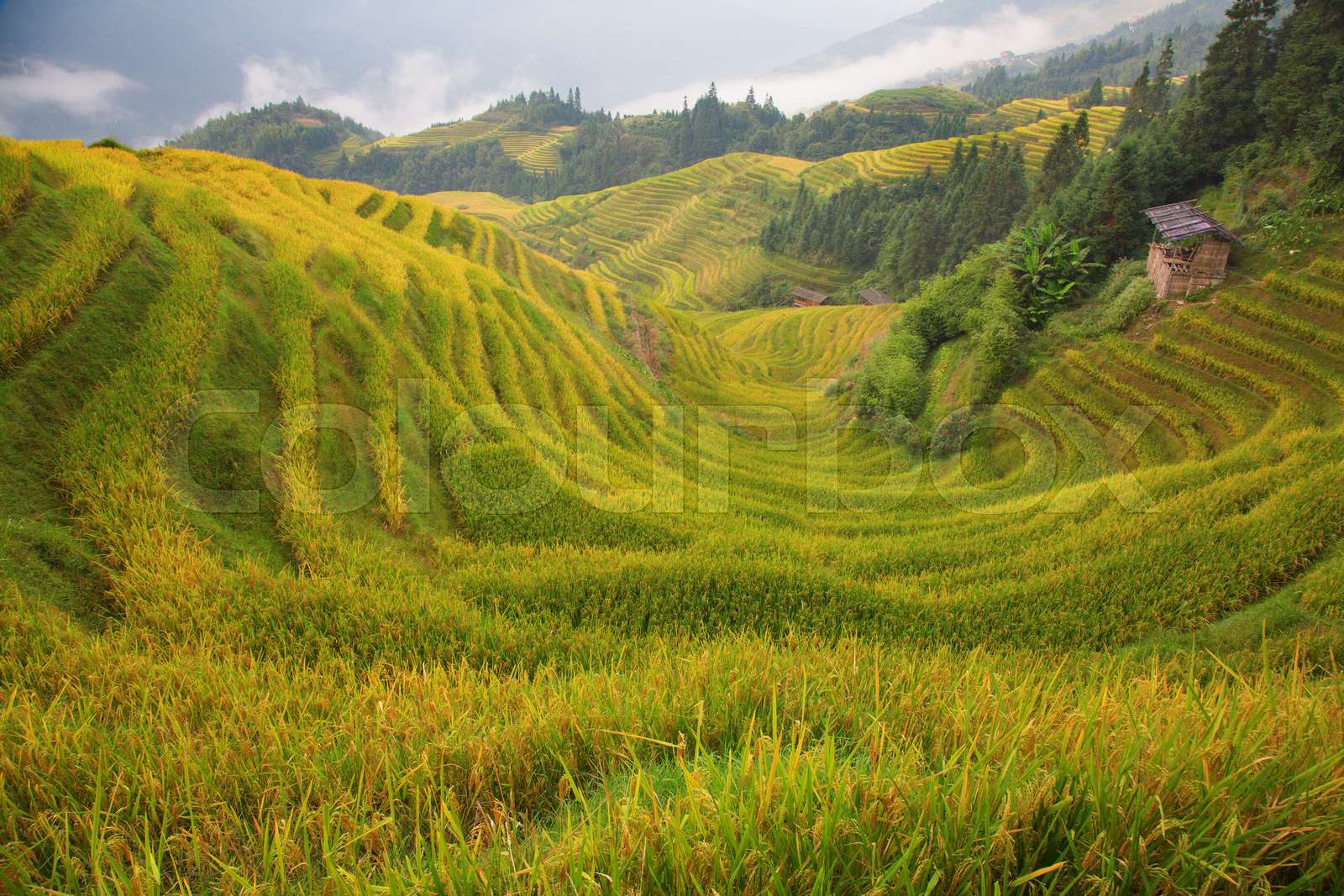 Longji Rice Terraces | Stock image | Colourbox