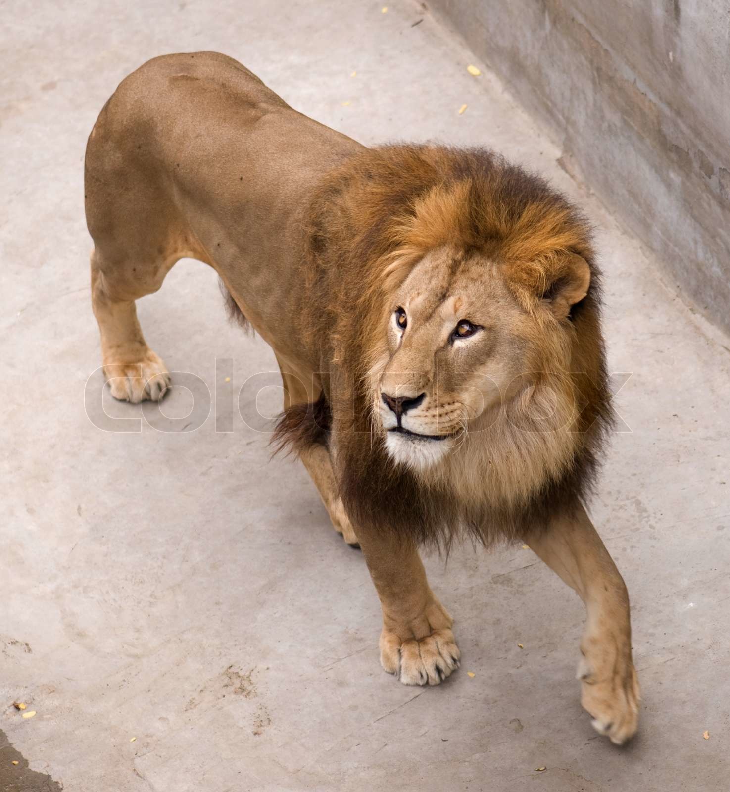 Male Lion Standing On Hind Legs