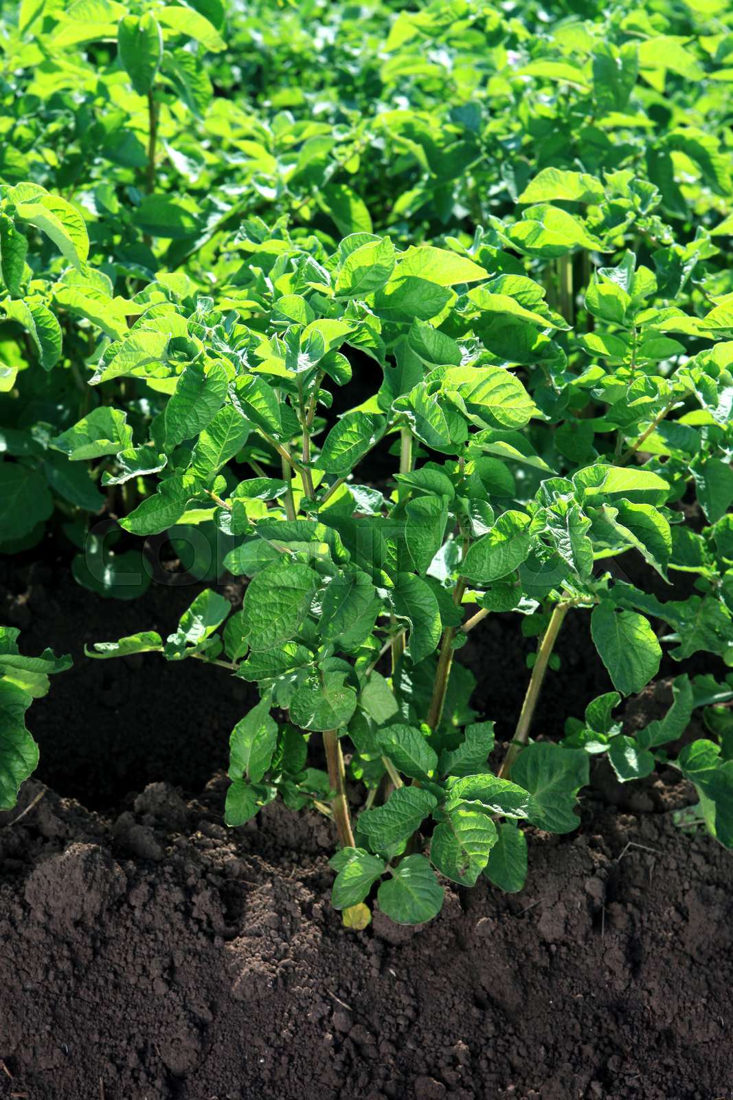 green bush of potatoes on soil | Stock image | Colourbox