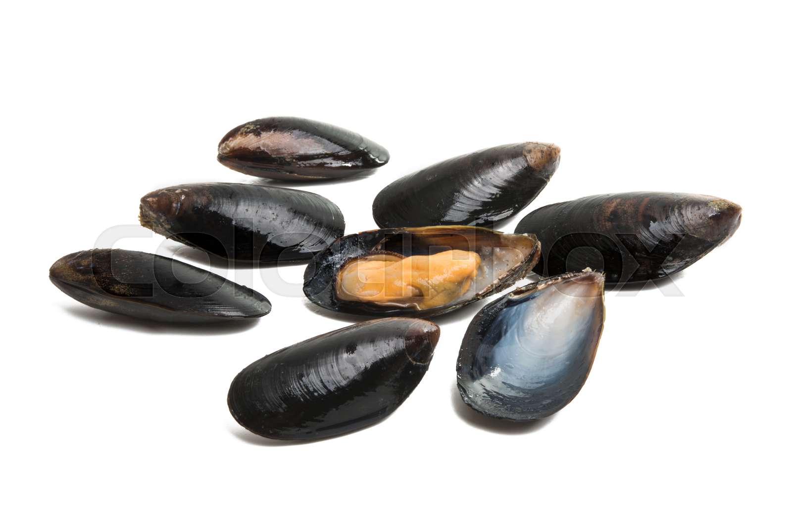 mussels isolated | Stock image | Colourbox