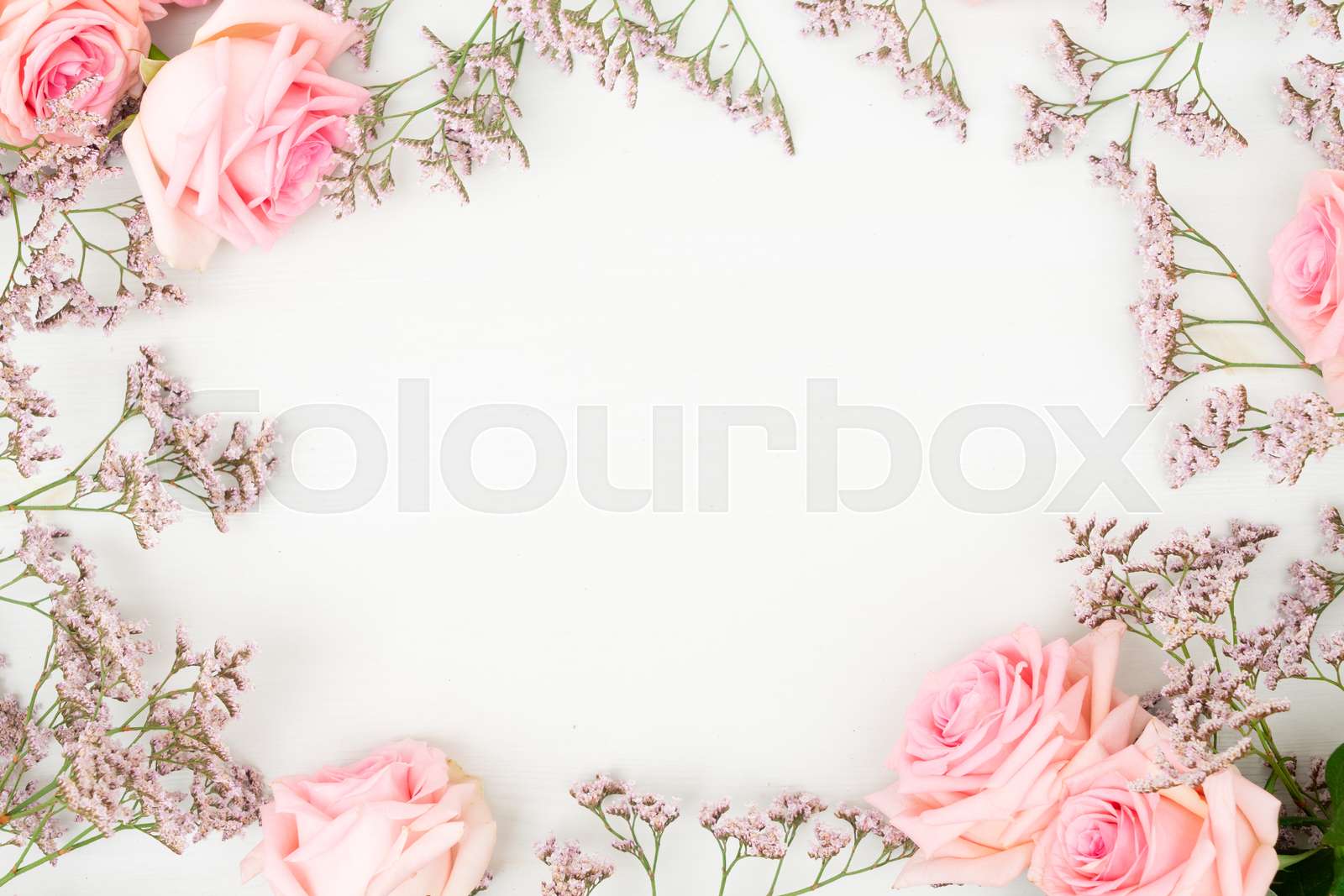 fresh rose flowers | Stock image | Colourbox
