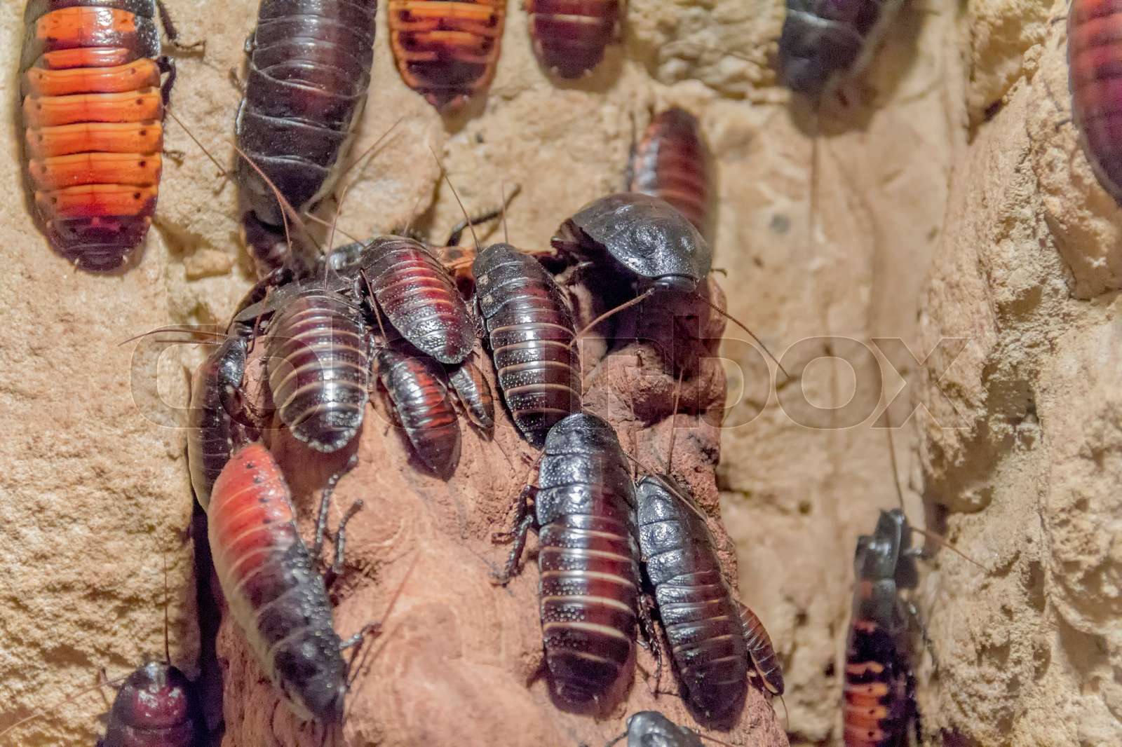 Madagascar hissing cockroaches | Stock image | Colourbox