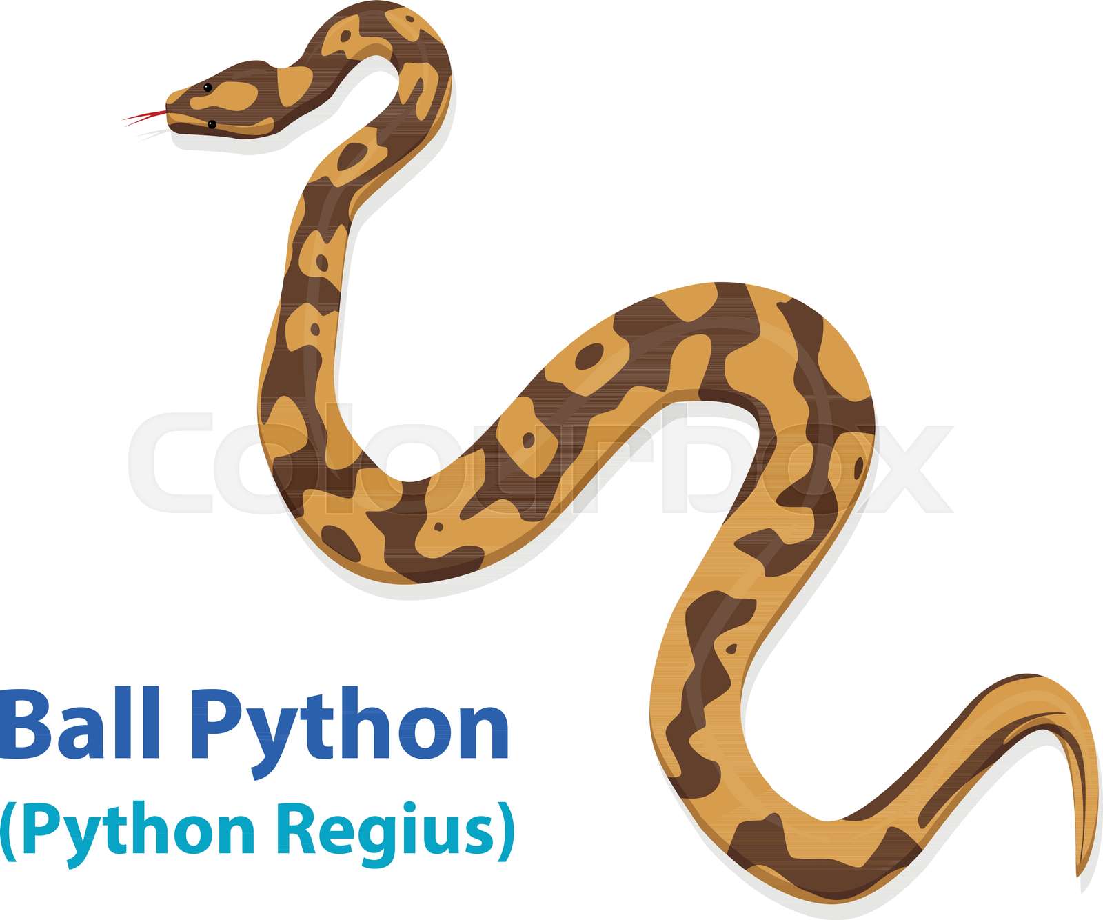 Realistic Ball Python snake in vector art top view | Stock vector ...