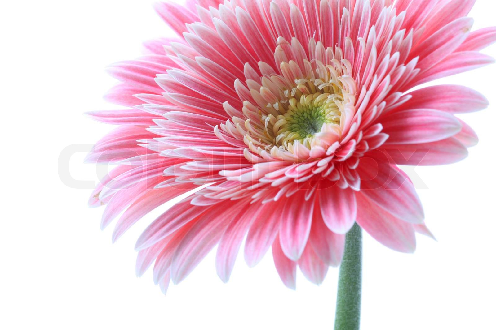 gerbera flower isolated | Stock image | Colourbox