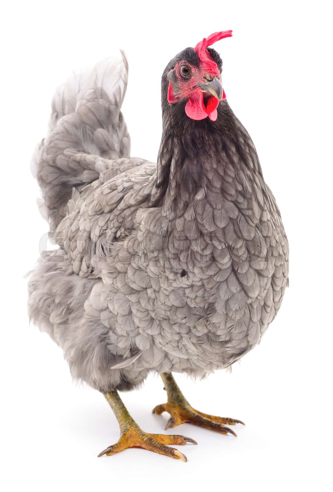 Grey hen isolated. | Stock image | Colourbox