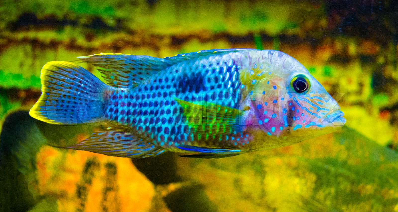 Acara Cichlid Fish aquarium fish | Stock image | Colourbox