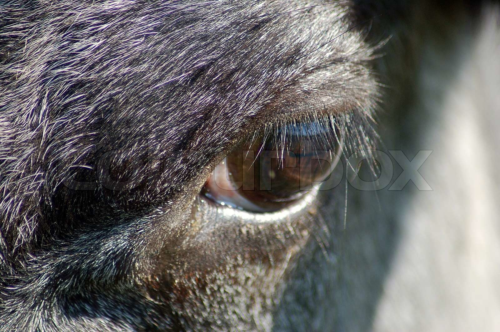 cow eye | Stock image | Colourbox