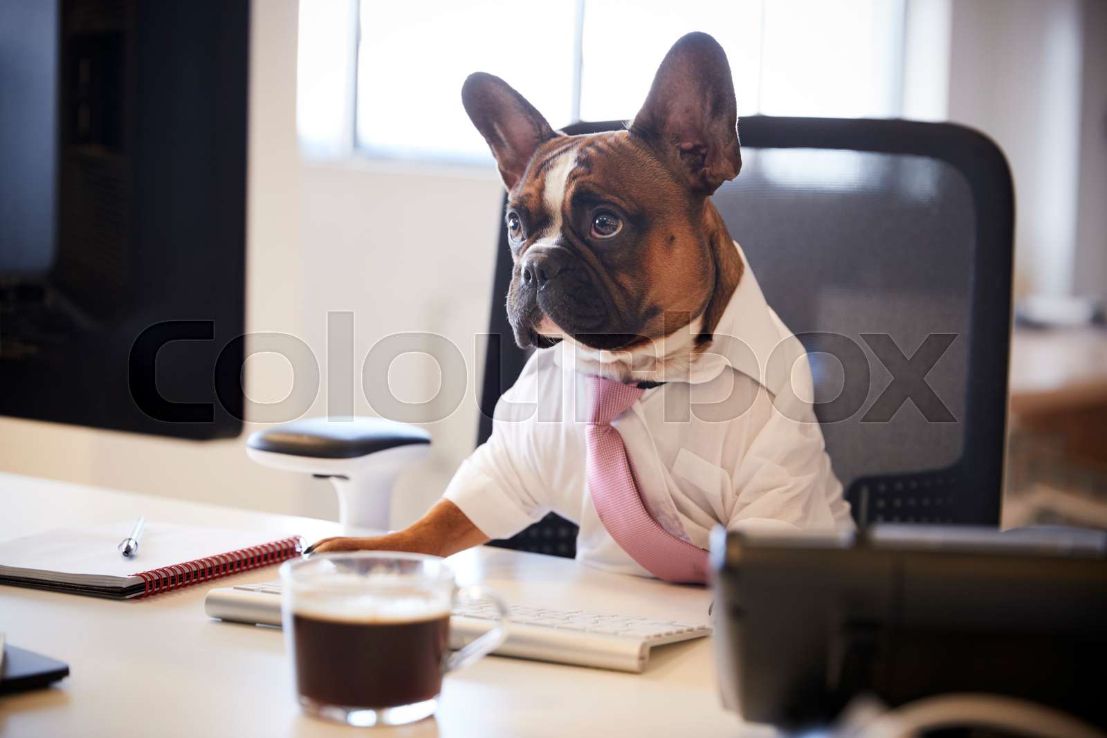 French Bulldog Dressed As Businessman Works At Desk On Computer | Stock ...