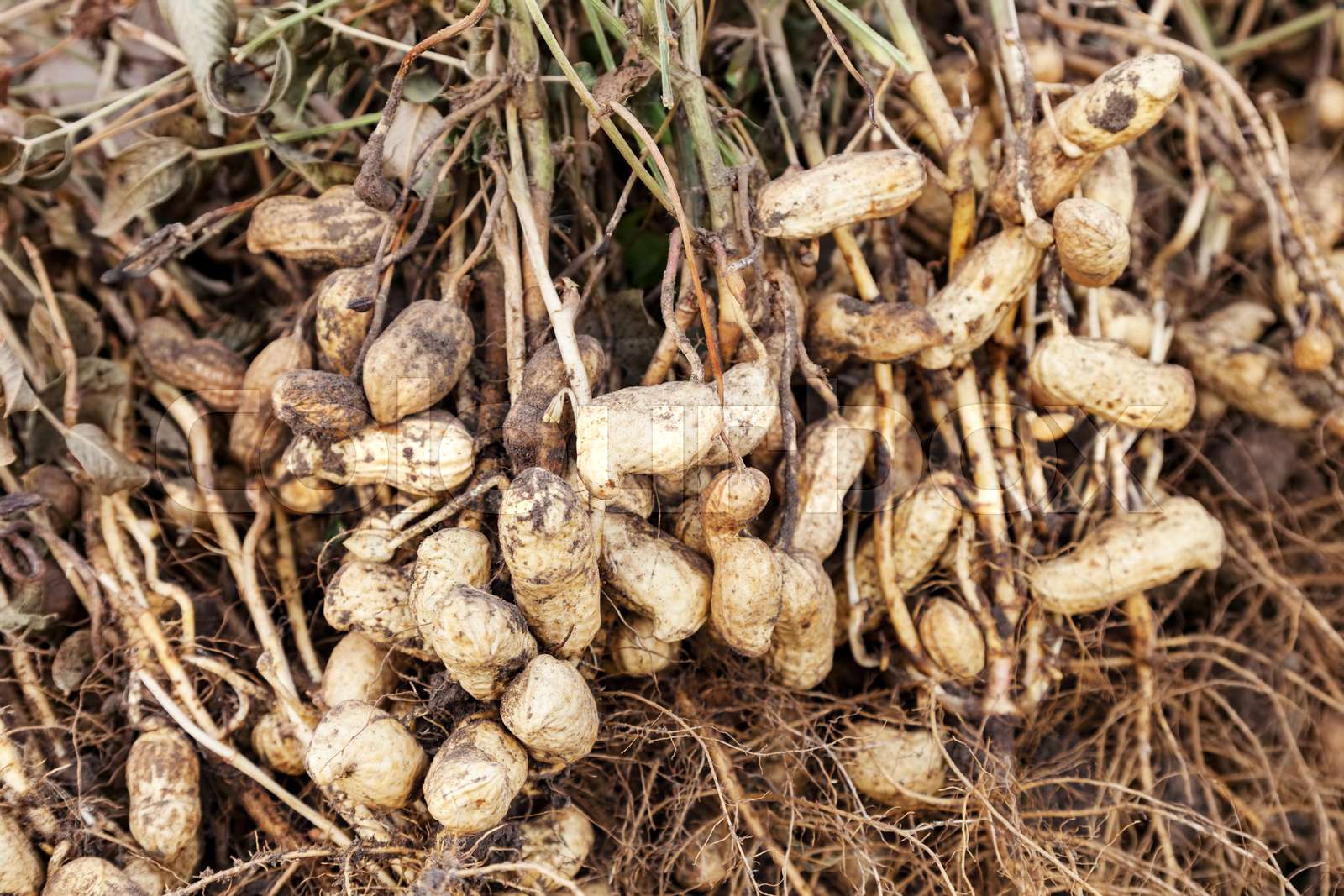 Peanut plants with roots closeup | Stock image | Colourbox