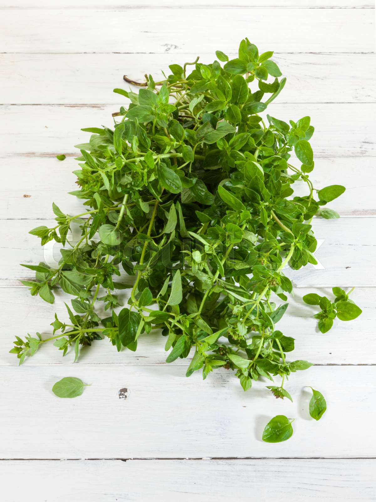 Fresh oregano | Stock image | Colourbox