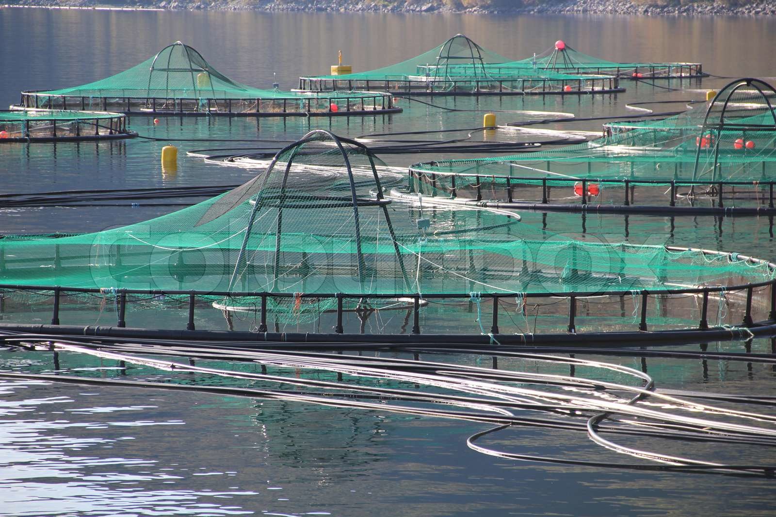 Aquaculture | Stock image | Colourbox