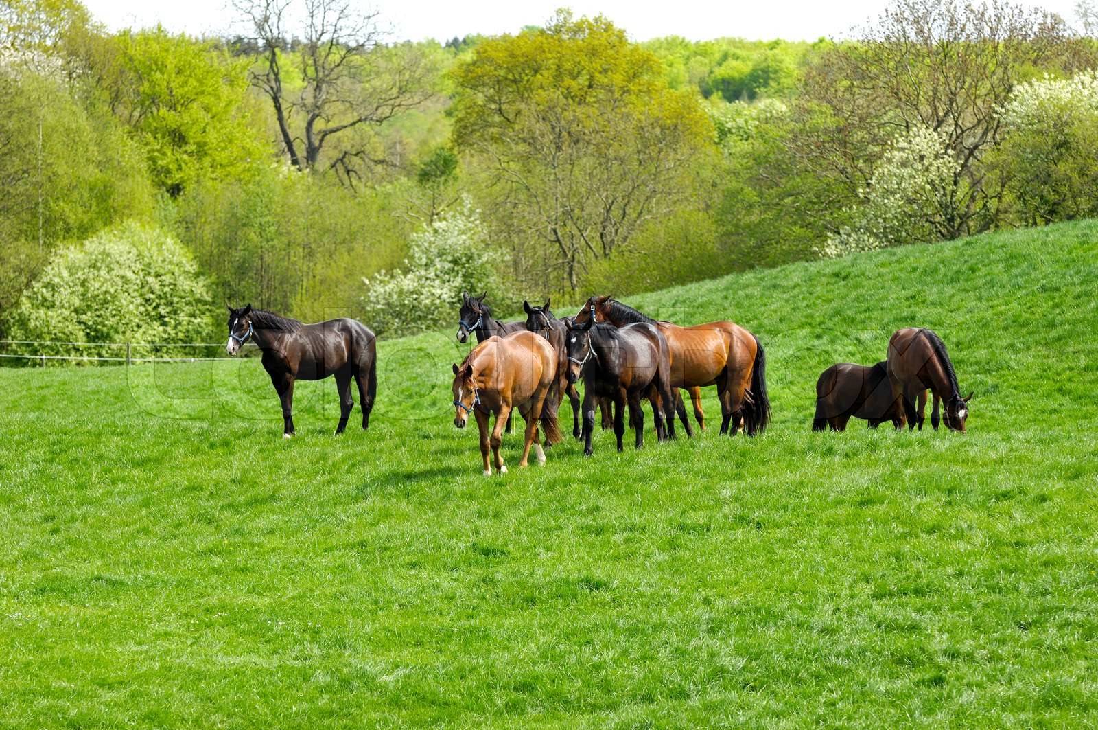 Viele Pferde auf der grünen Wiese | Stock Bild | Colourbox