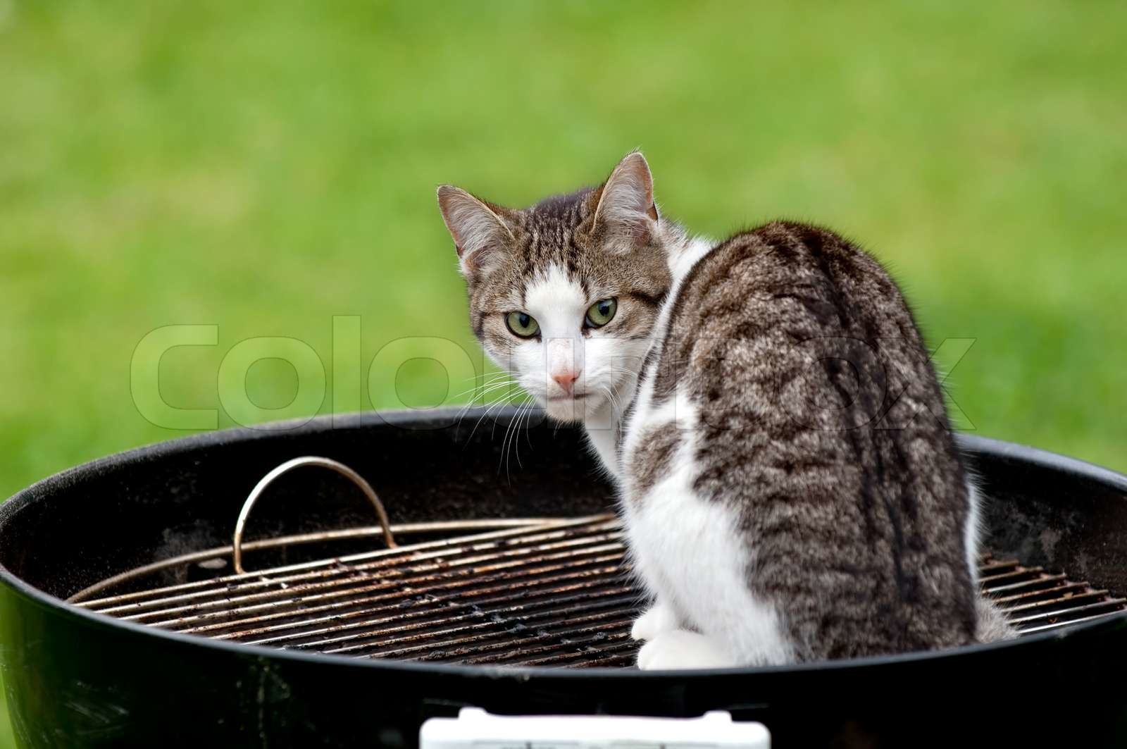 En sulten kat sidder på en grill | Stock foto | Colourbox