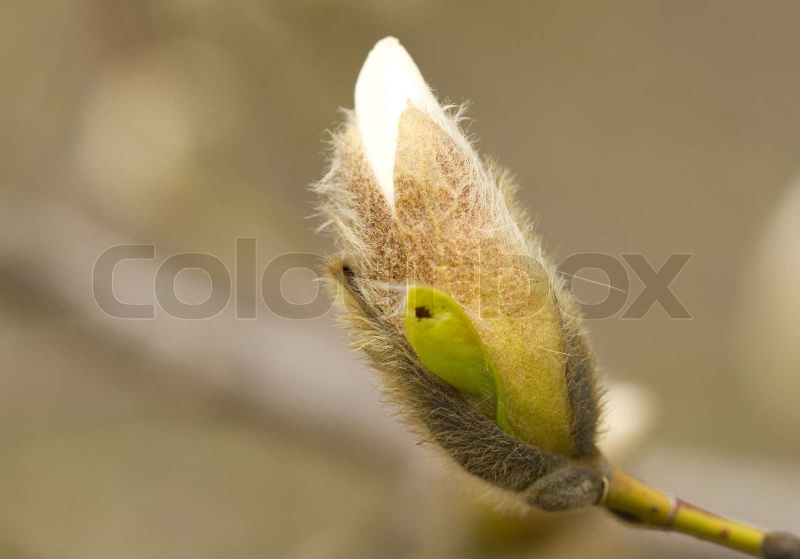 flower buds of magnolia tree | Stock image | Colourbox