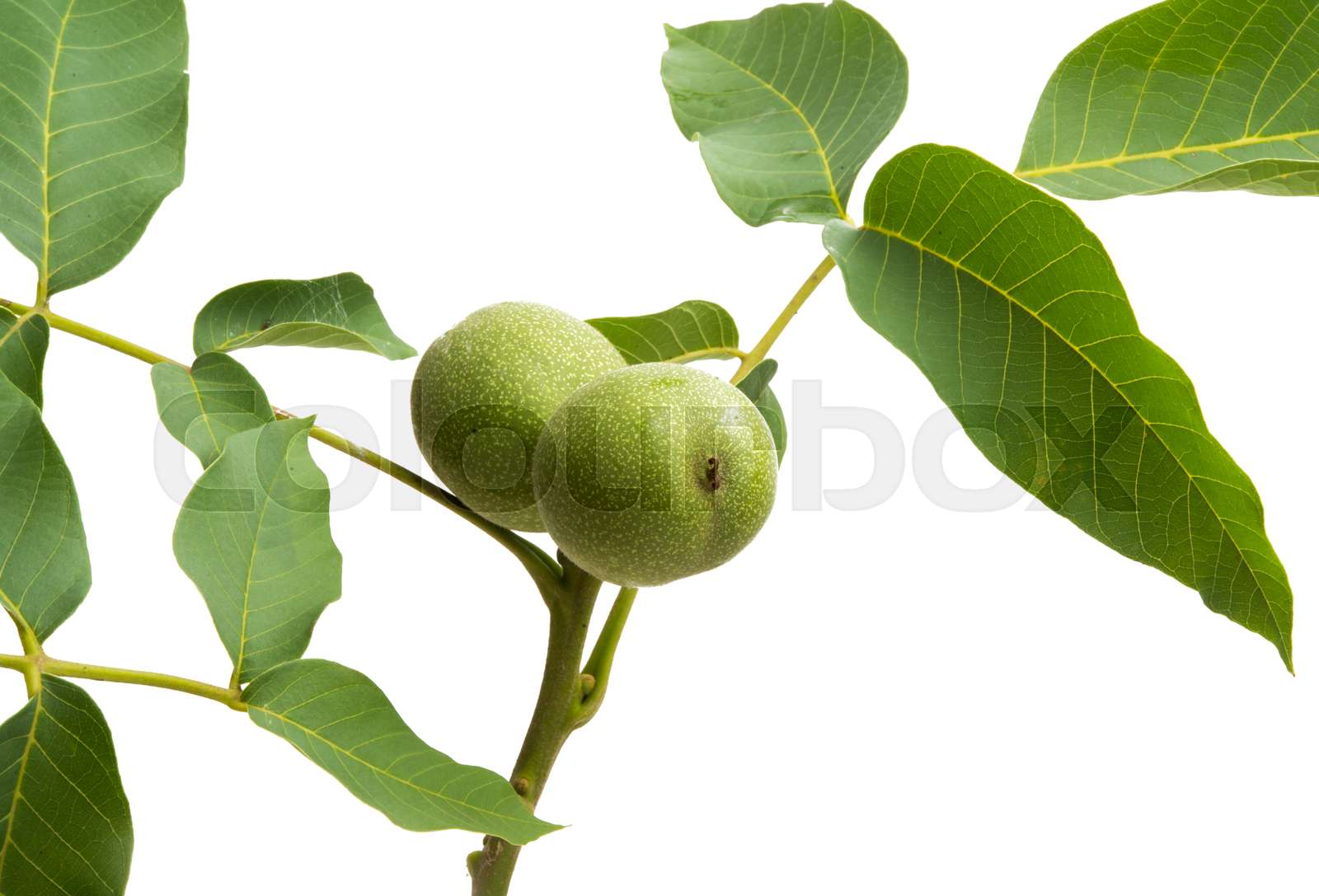 green walnut isolated | Stock image | Colourbox