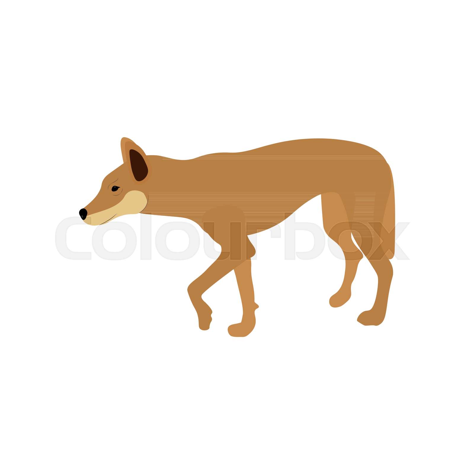 The Australian Dingo | Stock vector | Colourbox