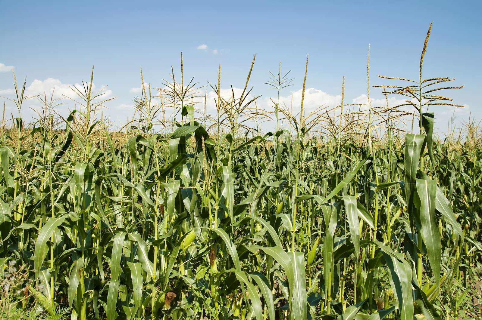 Maisfeld | Stock Bild | Colourbox