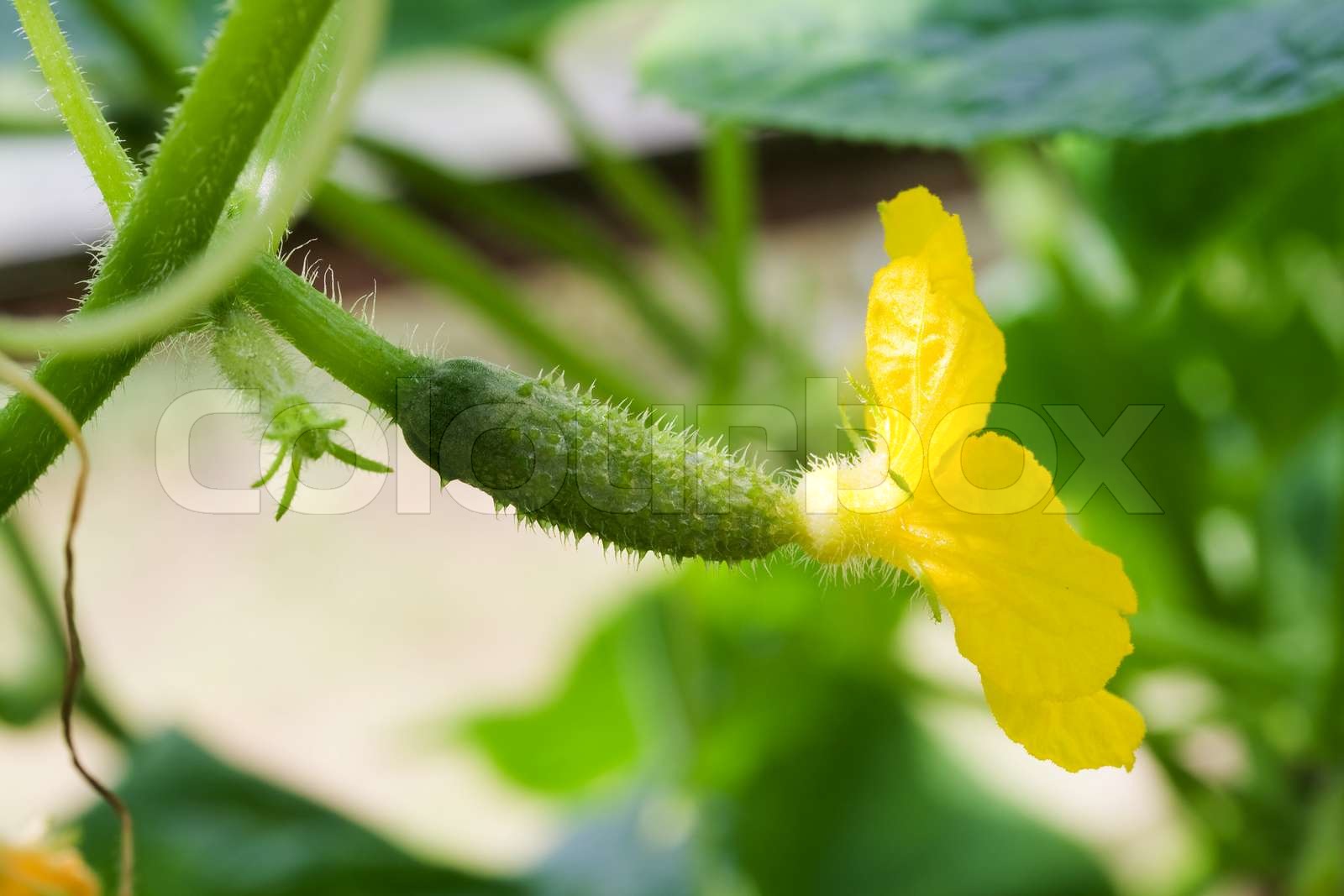 et grønt små agurker med blomst vokser på en vinstok | Stock foto ...