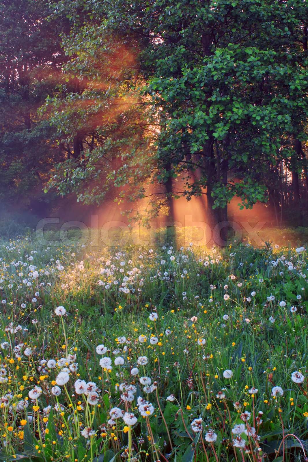 Misty spring forest at sunrise | Stock image | Colourbox