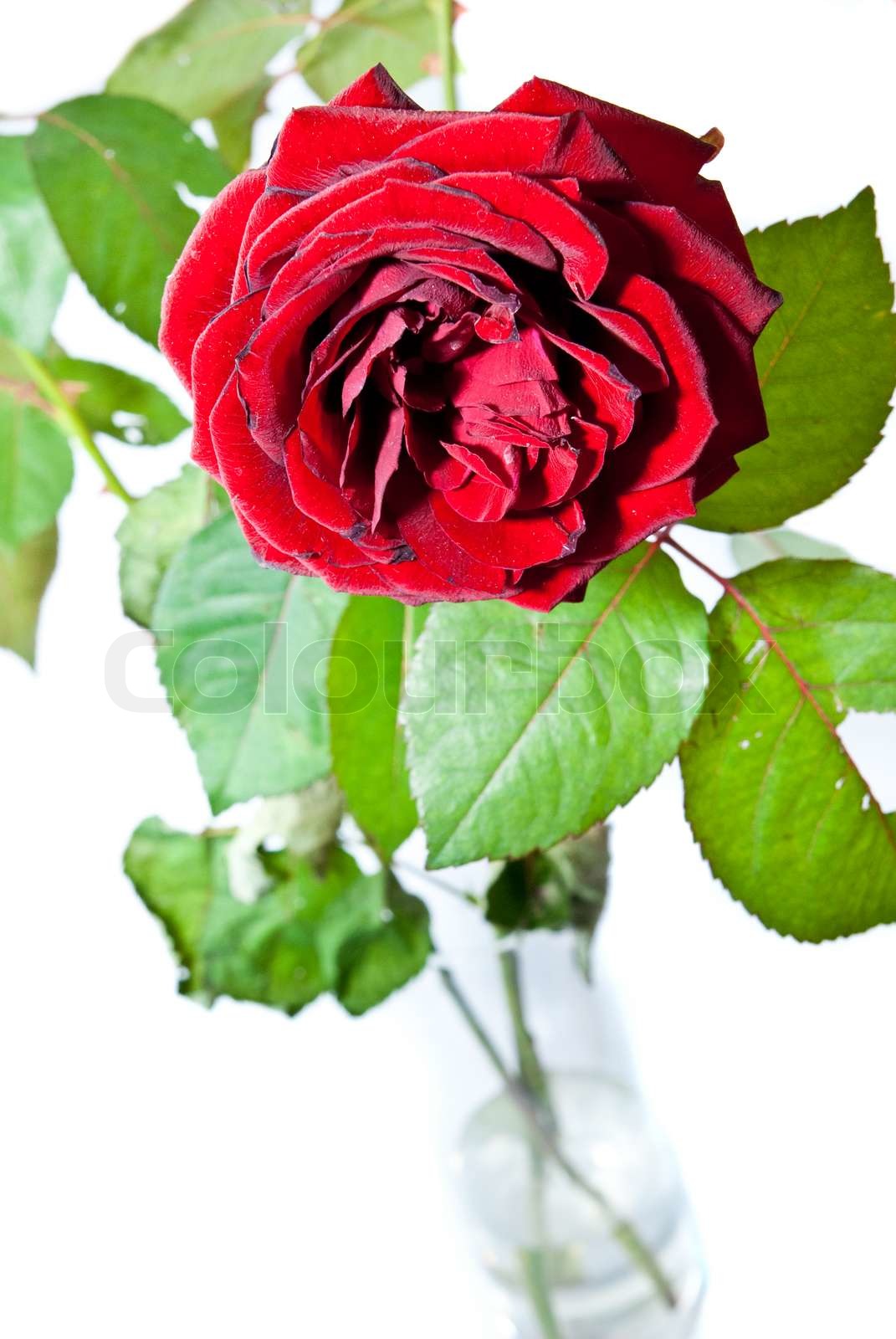 single rose with leaves in a vase | Stock image | Colourbox