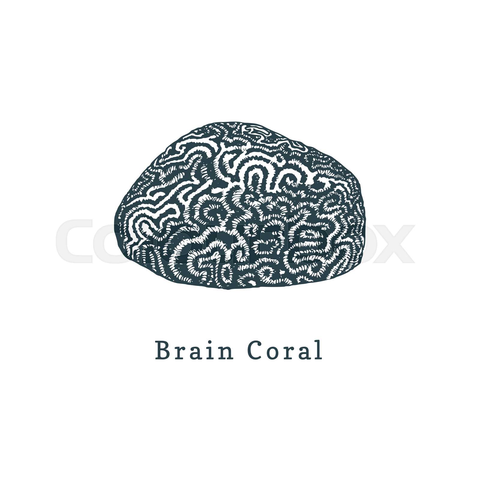 Coral Polyp Drawing