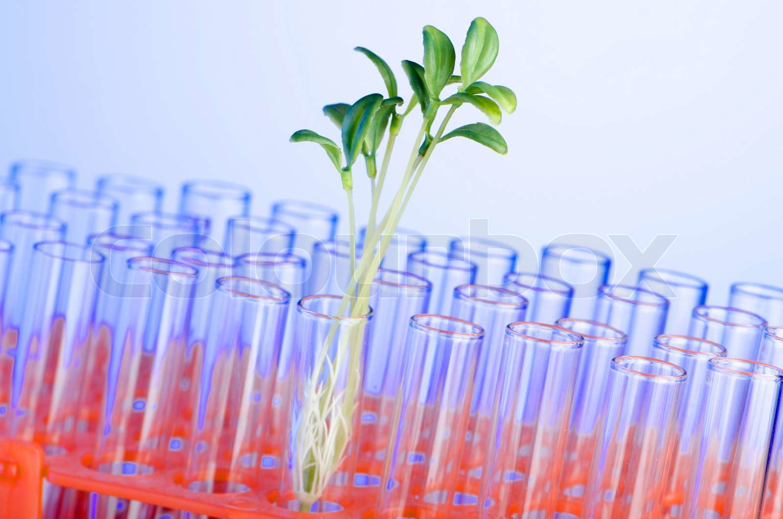 Experiment with green seedling in lab | Stock image | Colourbox