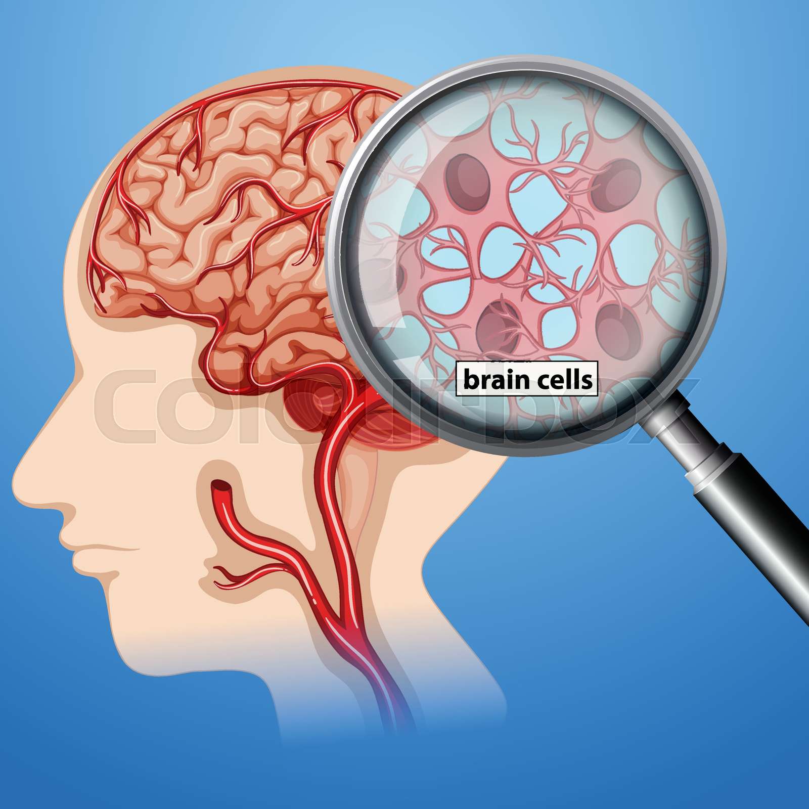 Human Brain Cells Anatomy | Stock vector | Colourbox