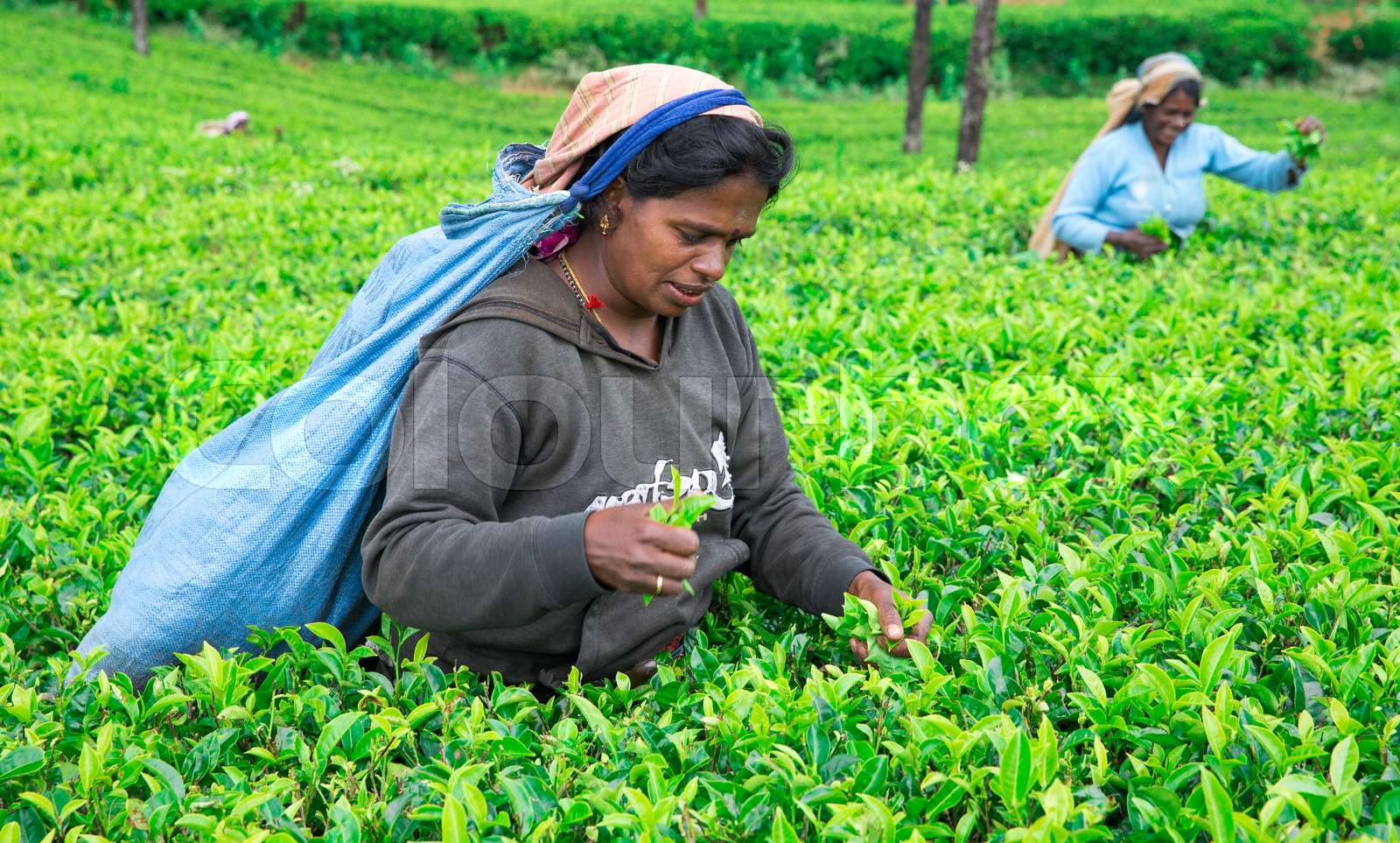 Nuwara Eliya,SRI LANKA - Mach 13 : Female tea picker in tea plantation ...