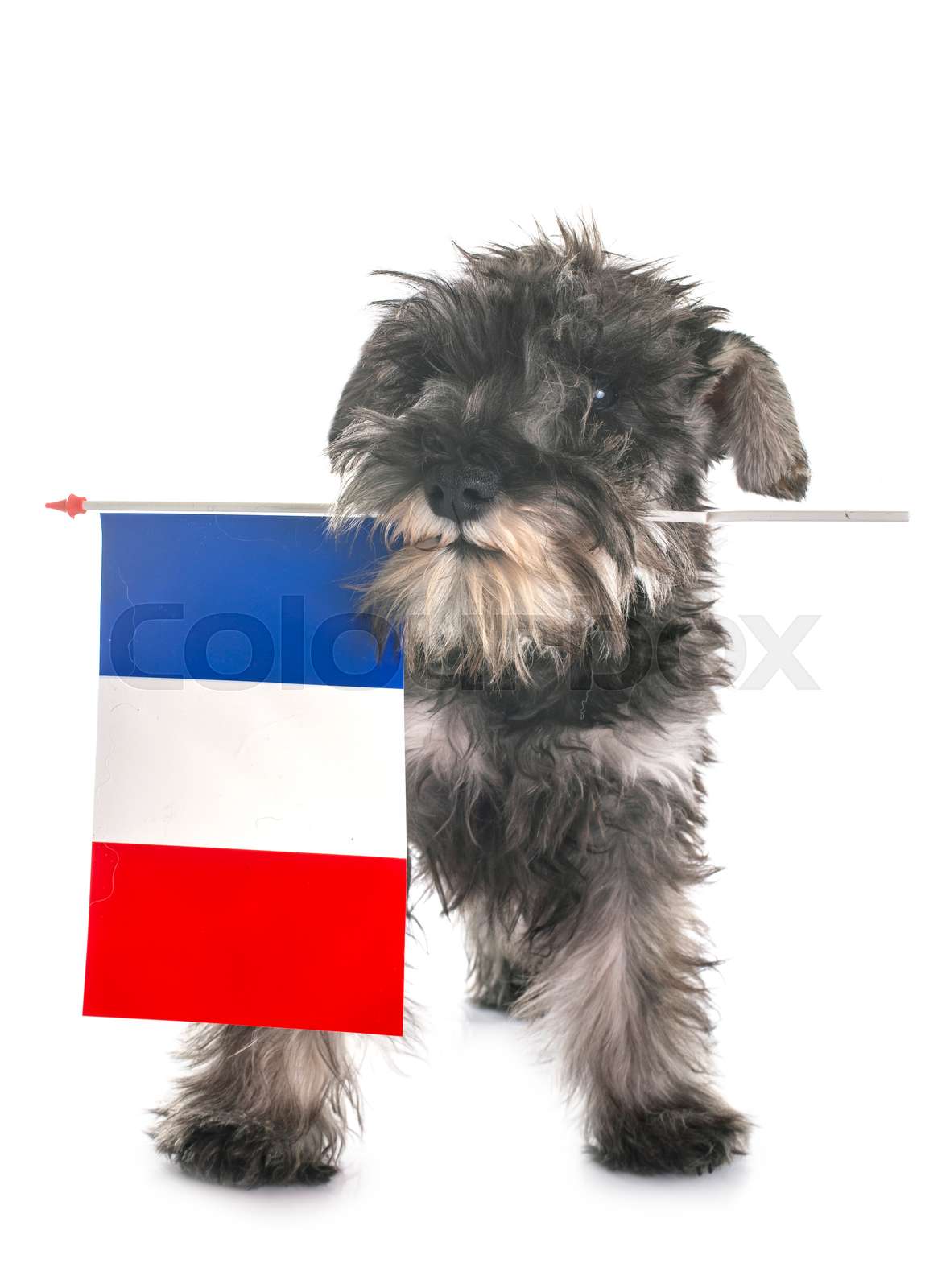 puppy Miniature Schnauzer and french flag | Stock image | Colourbox