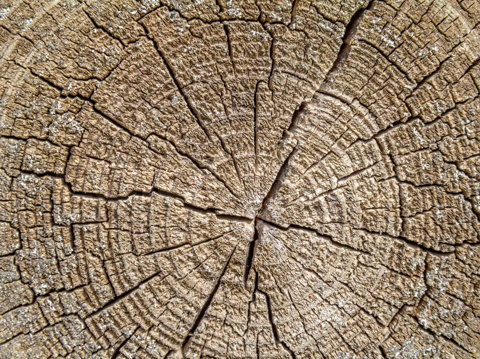 wooden cross section | Stock image | Colourbox