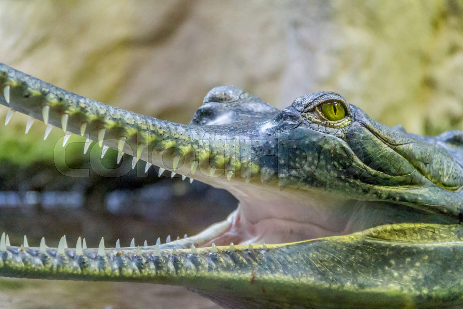 Gharial portrait | Stock image | Colourbox