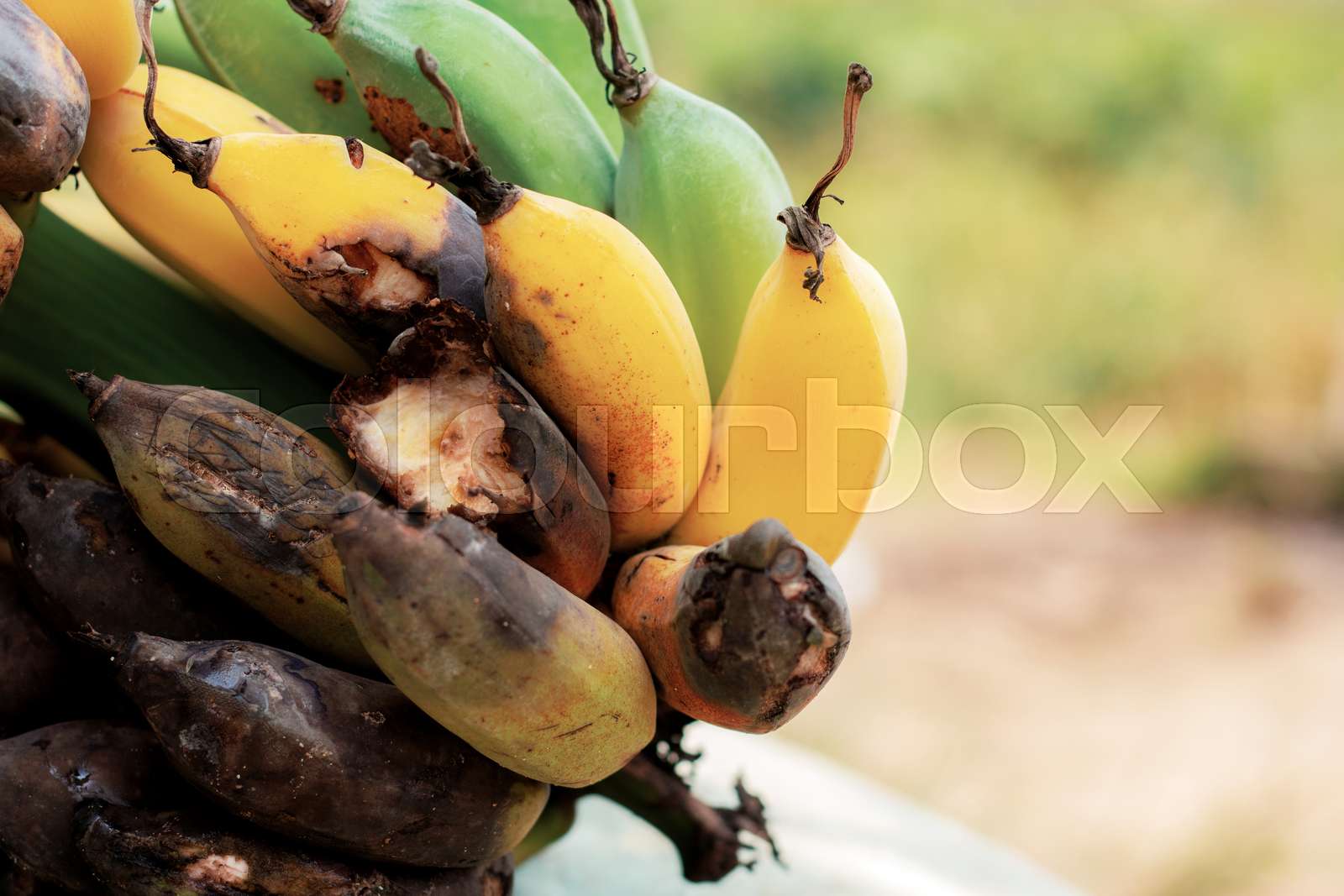 Banana rotten in farm. | Stock image | Colourbox